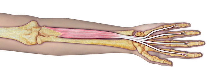 Muscle Test And Tendon Exam Flexor Digitorum Sublimis Fds Hand
